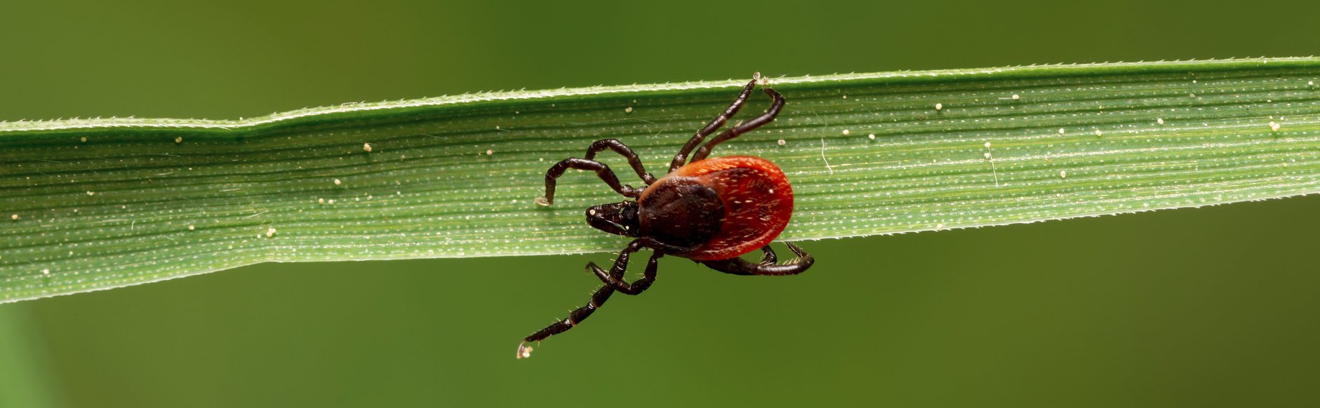 Ticks & Chiggers in Delaware: Symptoms, Diseases, and How to Stay Safe ...